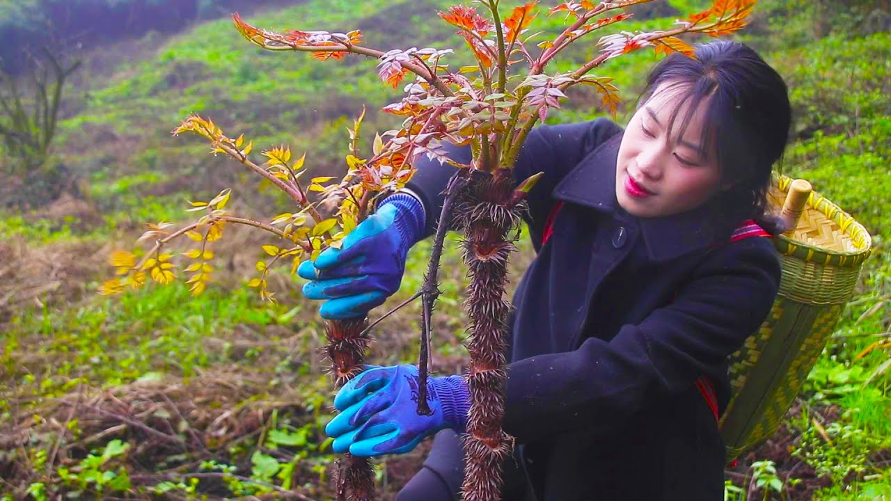 The Taste of Spring Food｜Spring bamboo shoots ｜Chinese mahoganybracken ...
