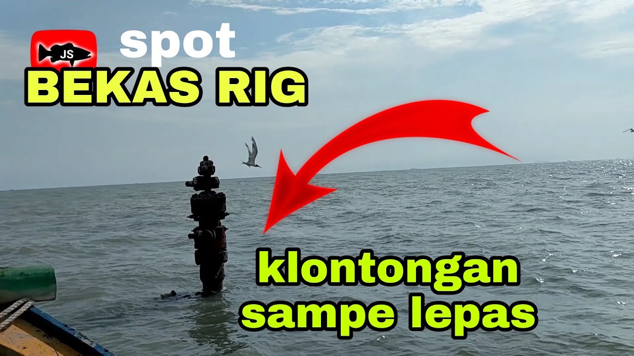 traditional fishing barramundi // spot barramundi bekas rig blankan ...