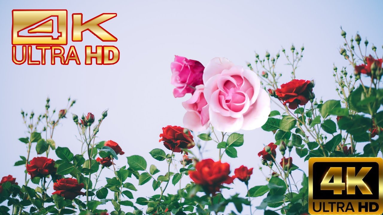 Ultra HD 4K video | beautiful rose flower | love pink colour rose ...