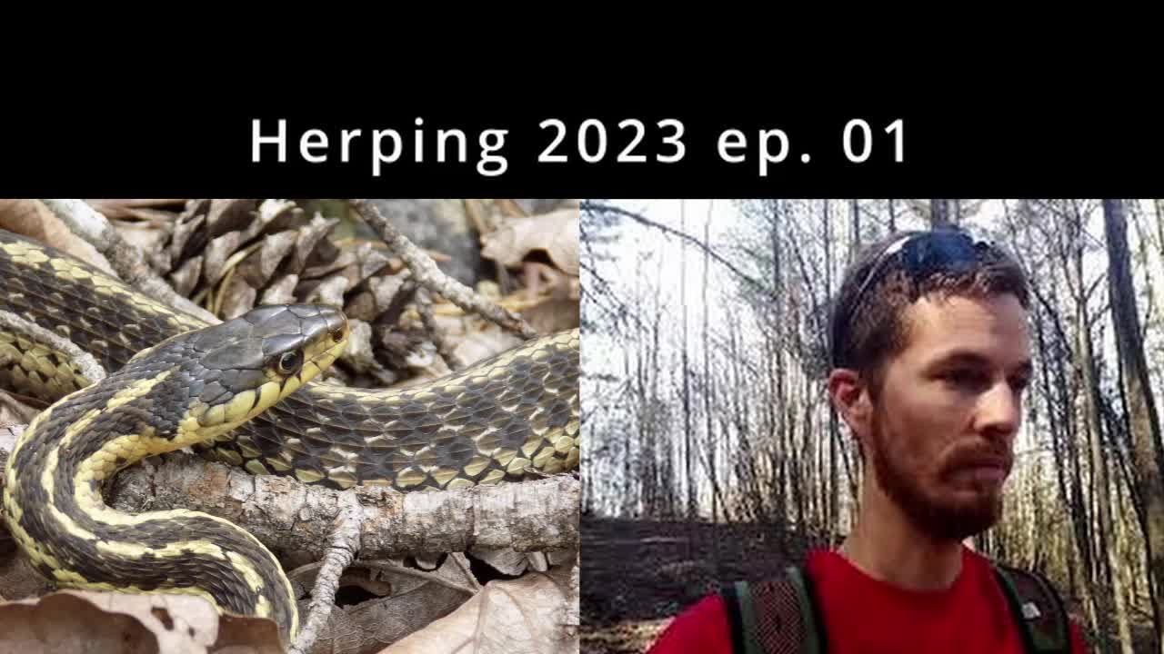 Herping Virginia 2023- I'm Back!! Salamanders and first snakes of the ...
