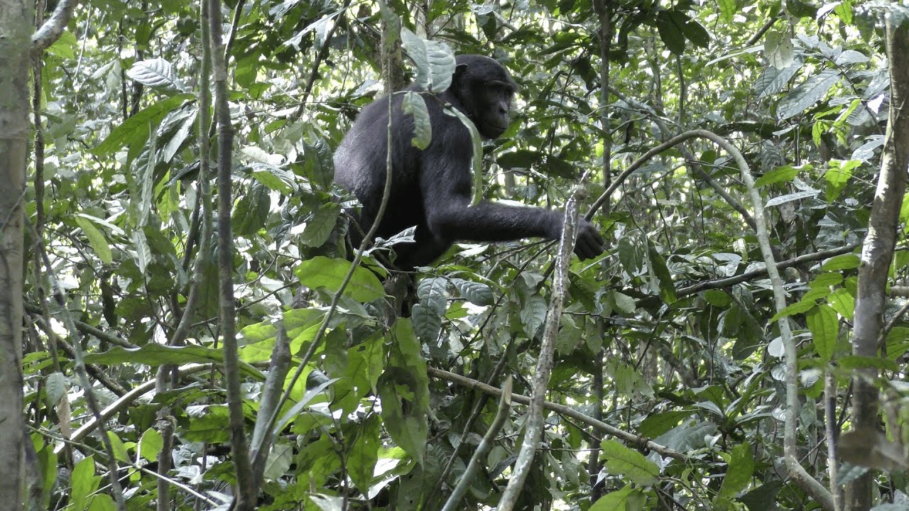 【Why Wild Bonobos!】Behavioral Responses toward the Corpse of Other ...