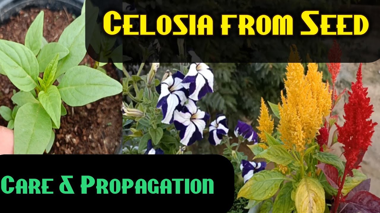 Celosia को सीड से लगाएं 🌼 Celosia plant care with update - YouTube