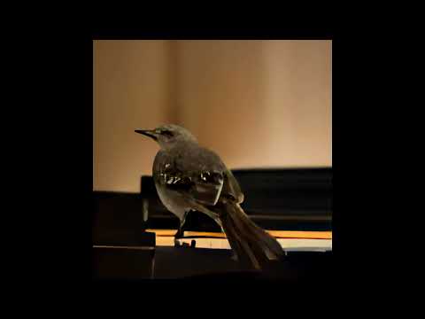 Eminem - Mockingbird (Chorus Loop without gap/pause)