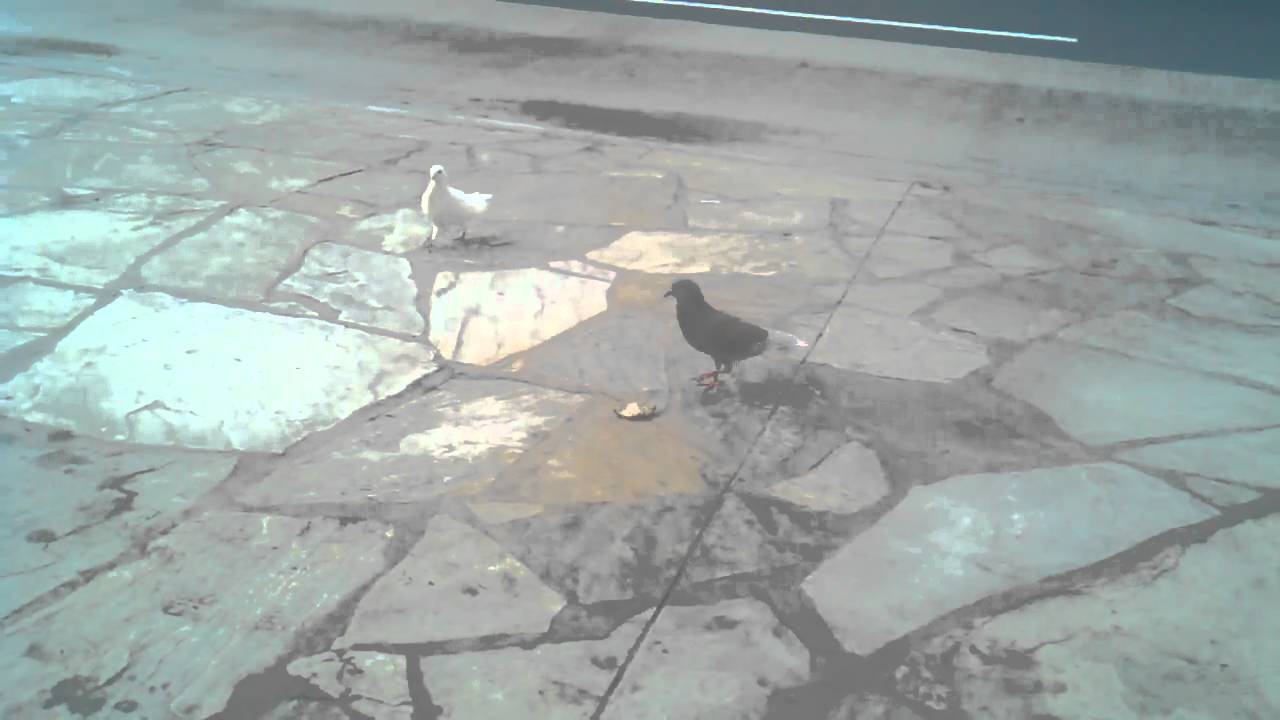 Super awesome selfish Waikiki pigeon - YouTube