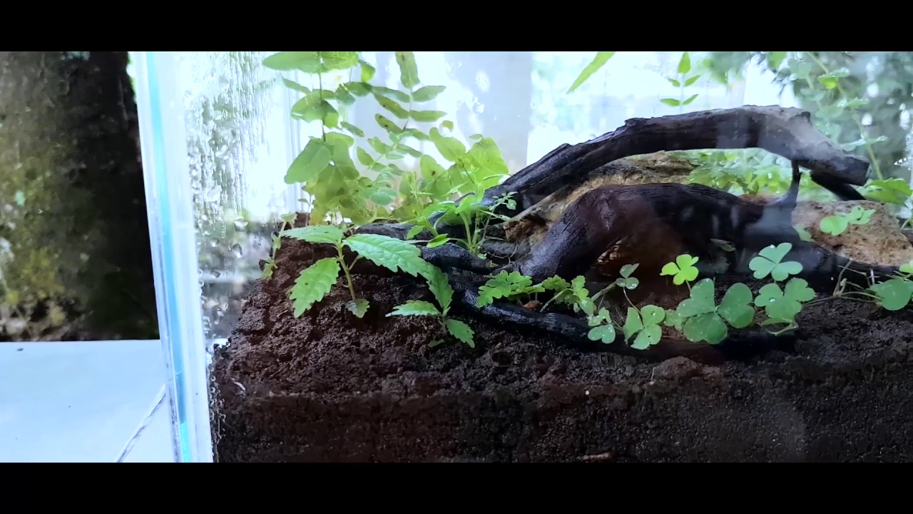 My "Zero Cost" DIY Mini Eternal Terrarium - YouTube