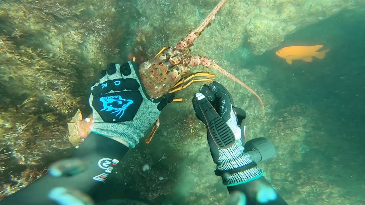 Lobster Diving / Spearfishing in Southern California 2019 - Wild West ...