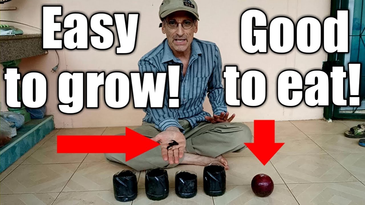 Growing Star Apple Seeds - aka Caimito Fruit - YouTube