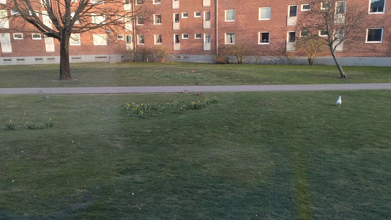 Seagull hunting rabbits - YouTube