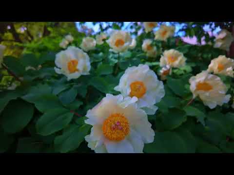 Botanisk hage i Oslo - 11. mai 2025