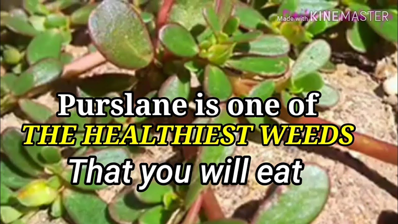 BENEFITS OF PURSLANE PLANT TO OUR BODY AND SOME RECIPE - YouTube