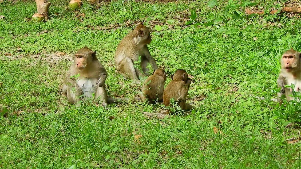 Wild monkey meeting group so adorable - YouTube
