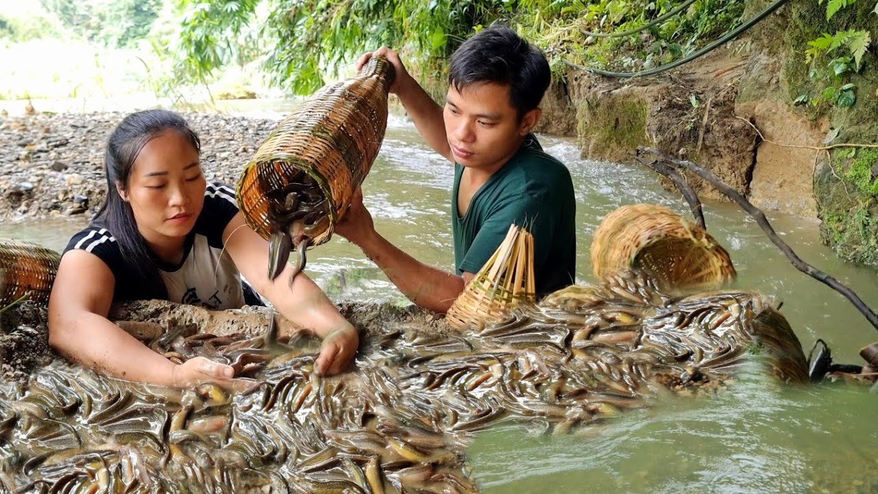 Harvest stream fish by placing bamboo baskets to trap fish during flood ...