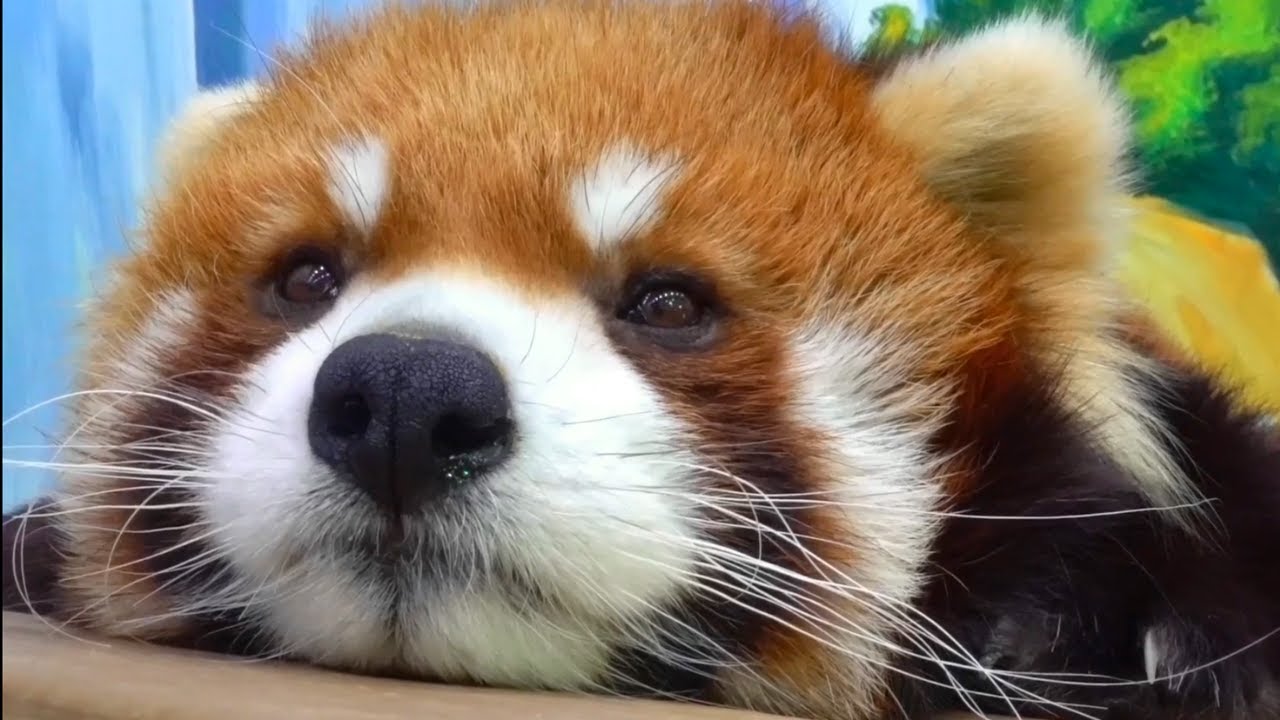 【red panda】Does the dream have delicious apples? - YouTube