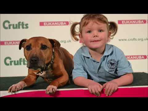 Isabella at Crufts with the East Anglian Staffordshire Bull Terrier Display Team