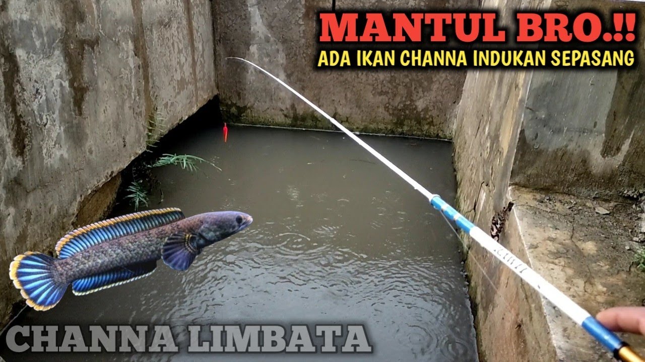 REJEKI.!! MANCING IKAN GABUS HIAS / KOTES DI SUNGAI KECIL || STRIKA ...