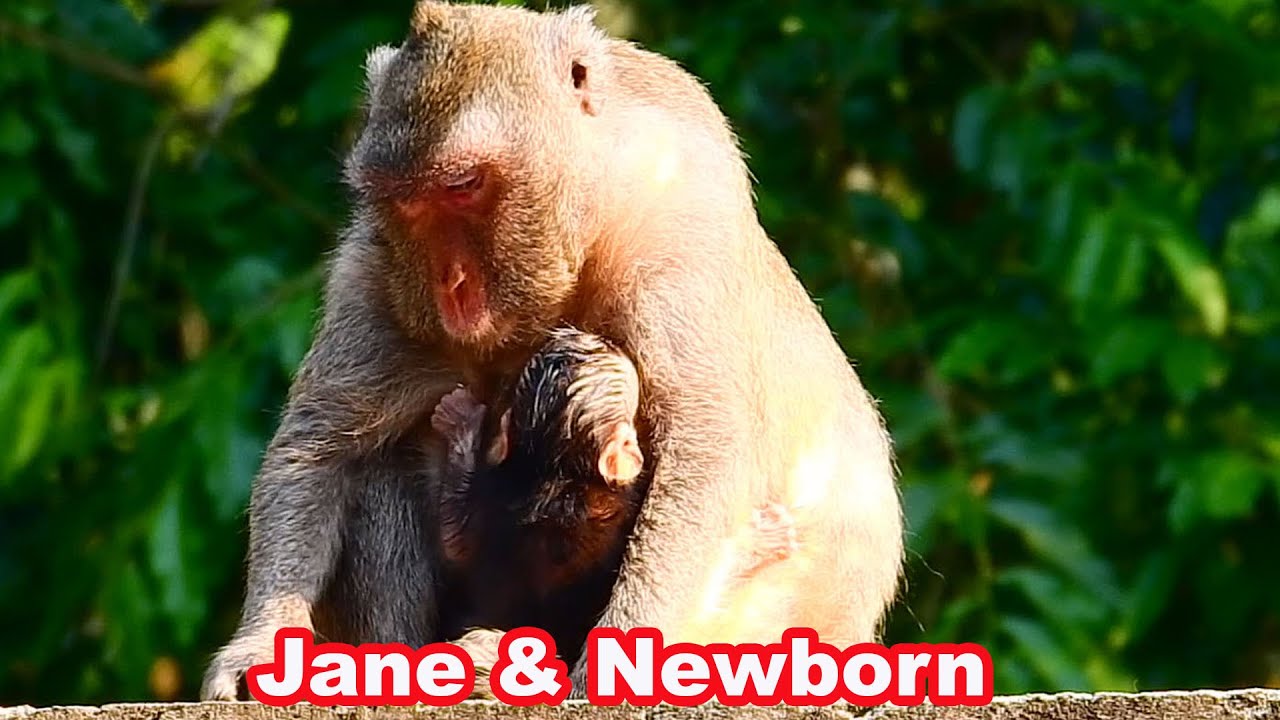 Congratulation! Duchess Jane monkey give newborn baby monkey successfully - YouTube