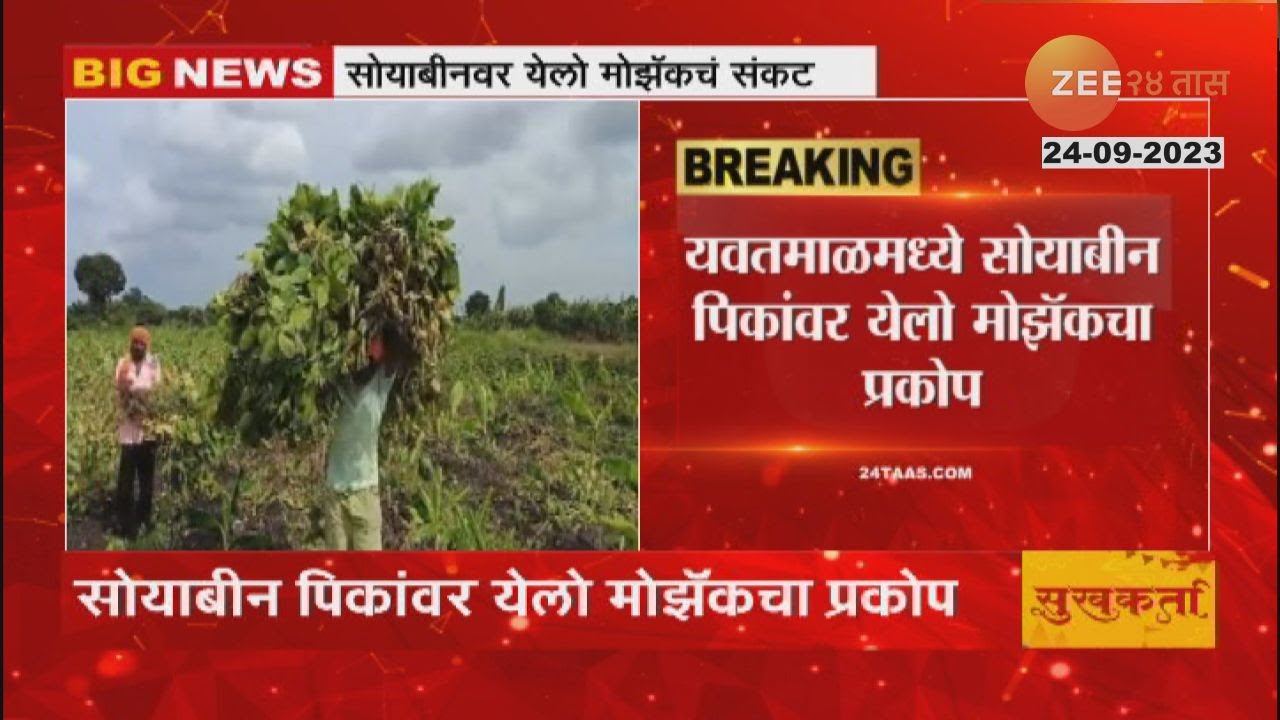 Soyabean Crop Loss | शेतकऱ्याने उभ पिकं उपडून टाकलं! यवतमाळमध्ये यलो ...