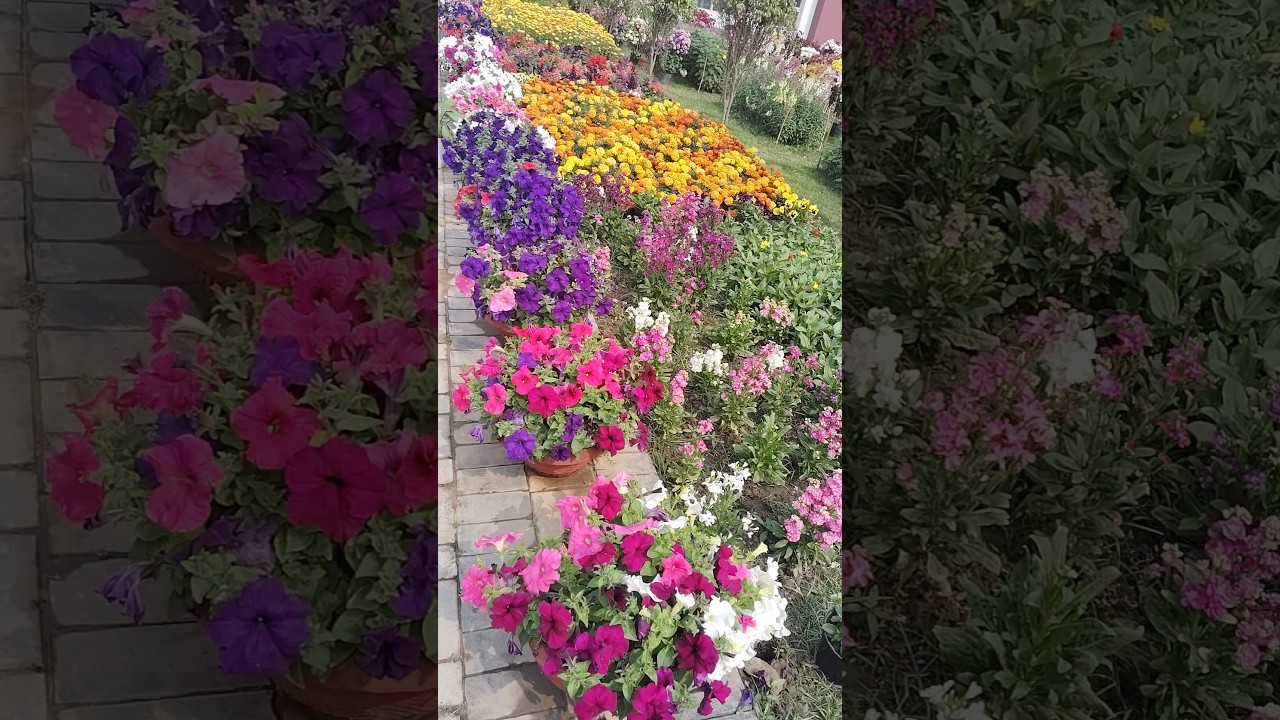 Ch hi Chhi Chhi re nani🌸🌼🌷🌸🌼#shortvideo #trendingsong #viralsongs - YouTube