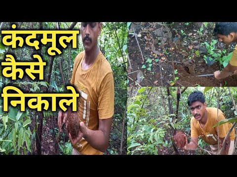 कंदमूल | पहाड़ों से कंदमूल कैसे निकाले | street food | kandmul | video ...