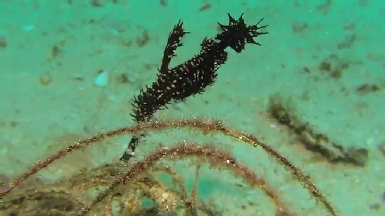 Black Ghost Pipefish @ Ratcha Yai Bay 1 20150103 - YouTube