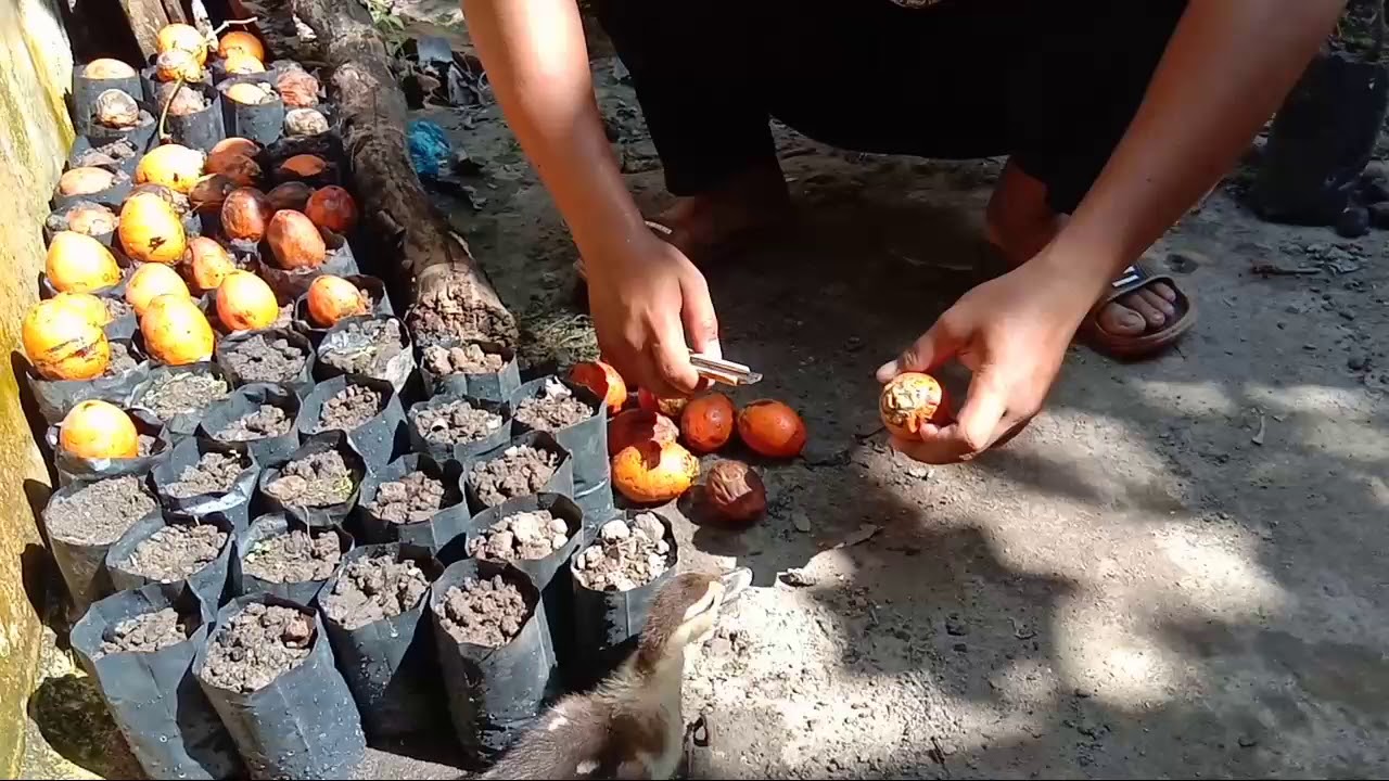 cara menanam bibit pinang - YouTube