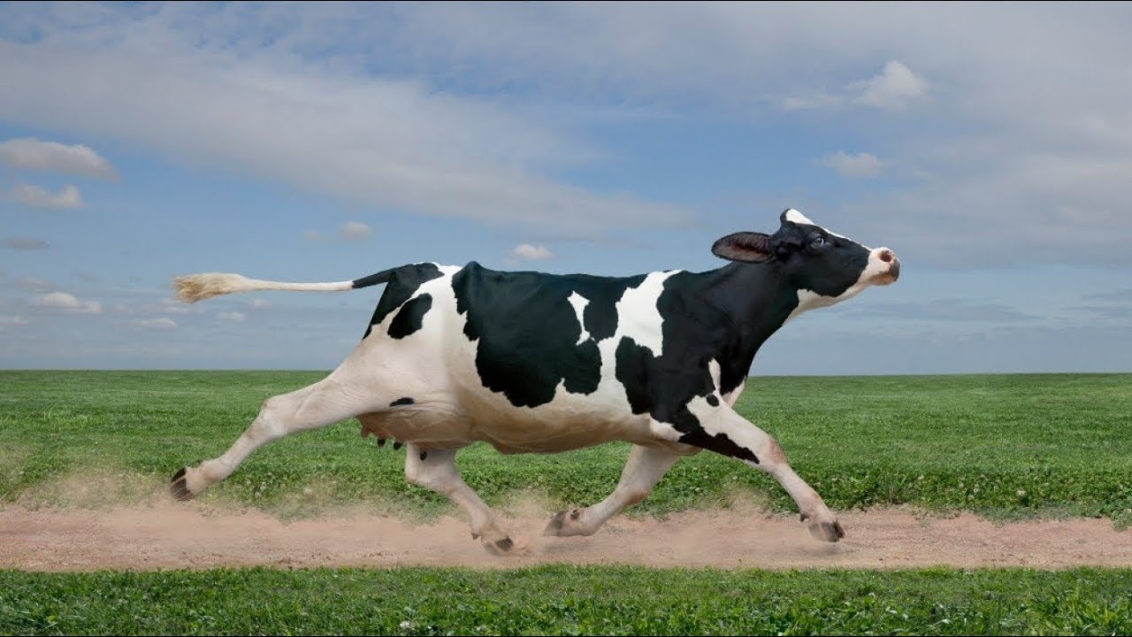 Cow lowing - YouTube