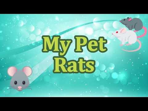 My Pet Rats #024 - YouTube
