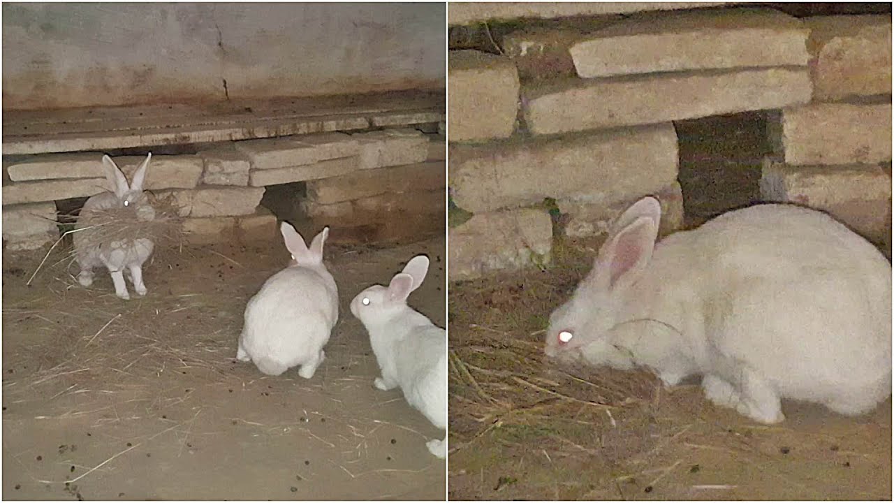 How A Female Rabbit Builds a Nest || Female Rabbit Nesting Kese Karti ...