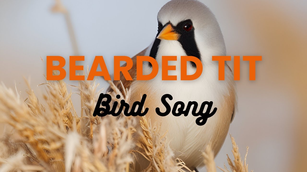 The Enchanting Song of the Bearded Tit | Bearded Reedling Song - YouTube