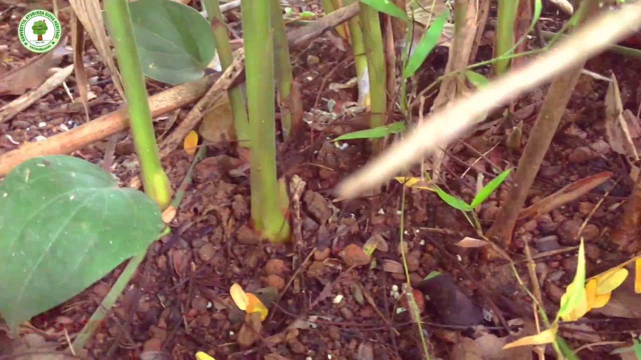 Chittaratha ചിറ്റരത്ത ഒരു മികച്ച ആന്റിബയോട്ടിക് ആണ് ഇഞ്ചി വർഗത്തിലെ ഇവ ...
