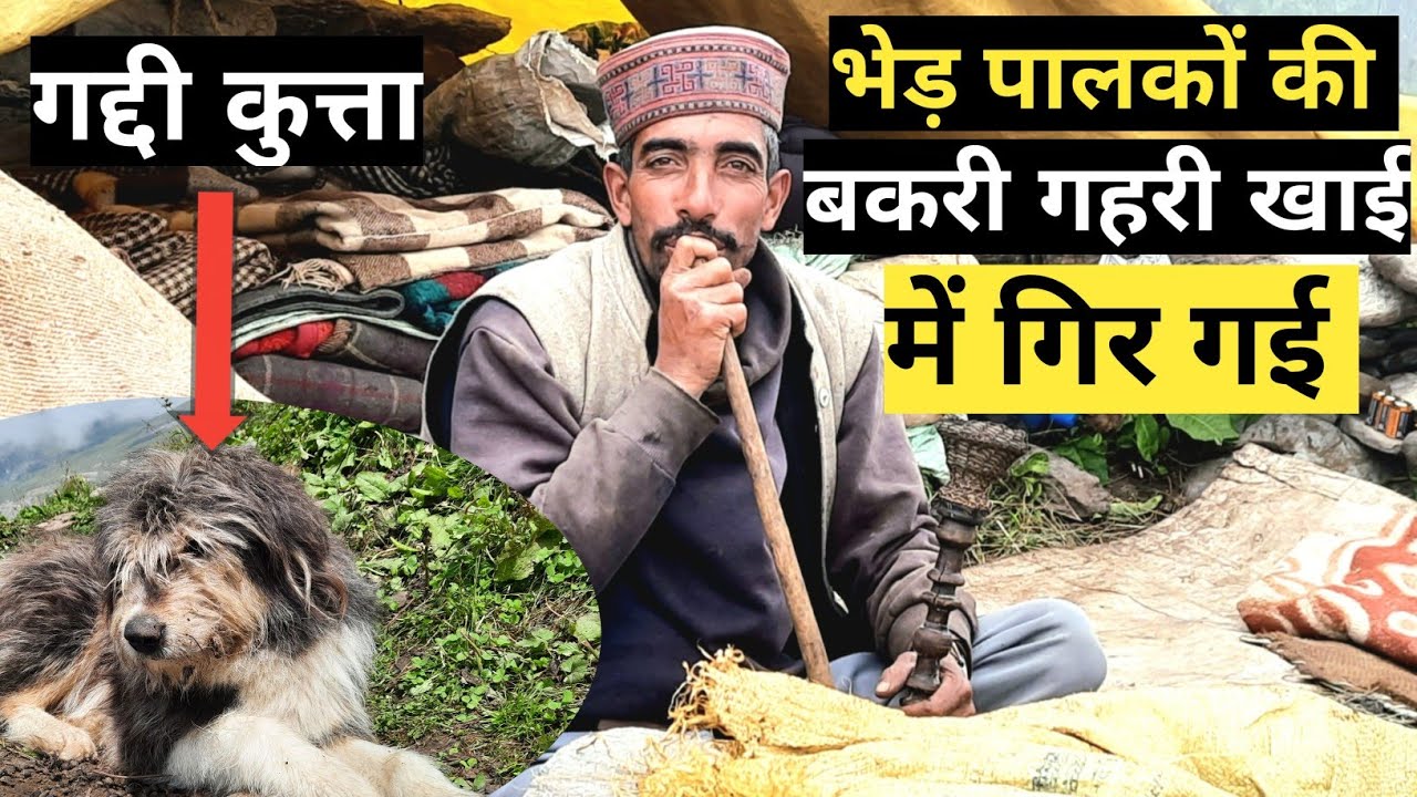 Nomadic lifestyle of INDIA🇮🇳 Lifestyle of shepherd People || Cooking ...