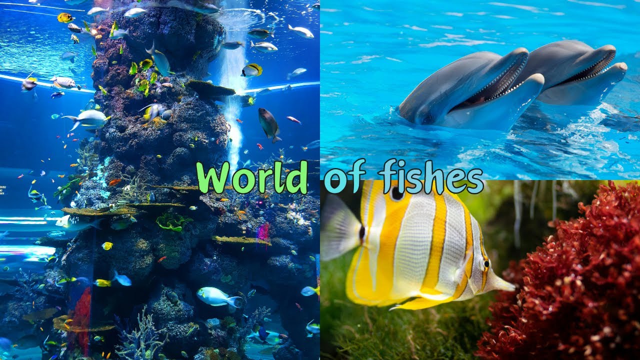 Under water world, sea animals and stunning aquarium. Marine life ...