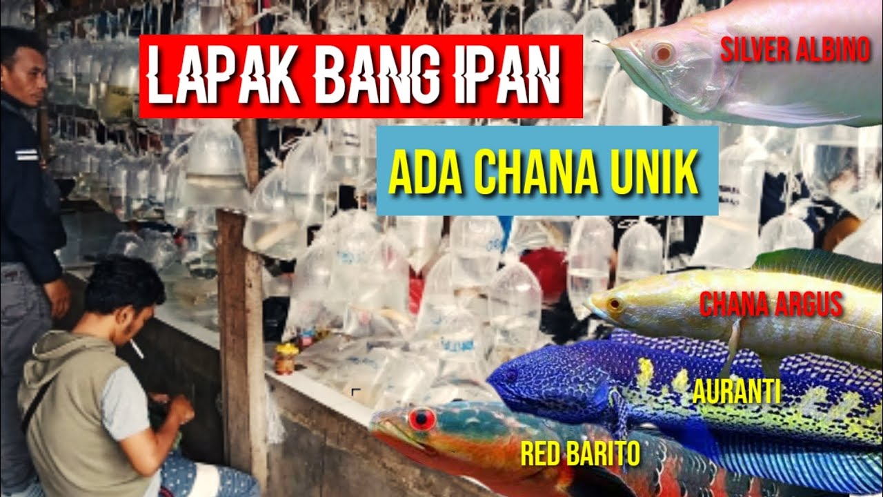 UPDATE || harga ikan hias PREDATOR!! di pasar ikan hias parung bogor | lapak A1 & A2 'bang ipan ...