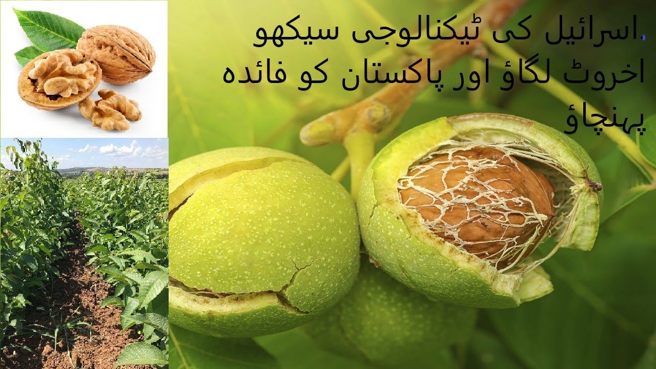 Walnut Farming | Walnut Cultivation | Akhrot Cultivation in Pakistan ...