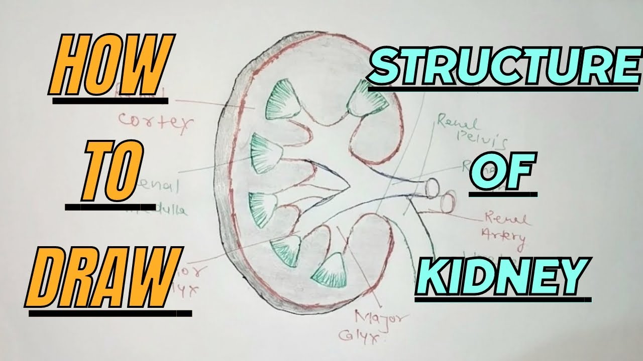 How to draw Kidney Structure|| Human Kidney|Urinary System|| Human ...