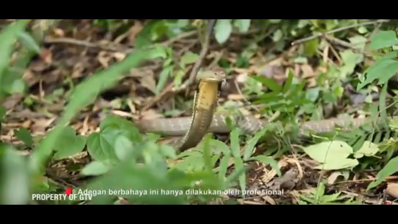 Aksi Penangkapan Ular King Cobra, Langsung Oleh Ki Kebo Kenongo ...