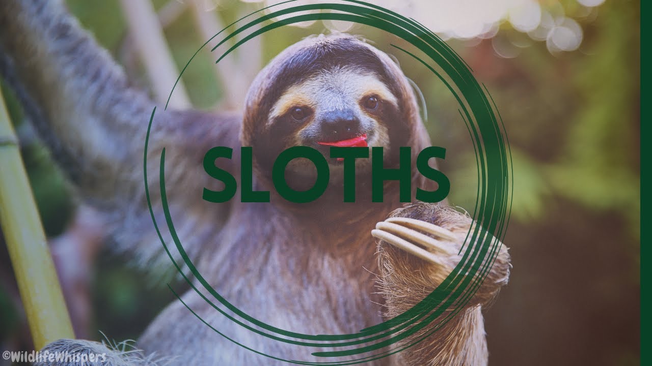 5 facts YOU DIDN'T KNOW about SLOTHS! 🌿😱😱 - YouTube