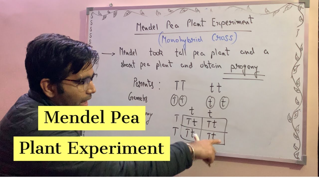 Mendel Pea Plant Experiment Class 10 Heredity and Evolution - YouTube