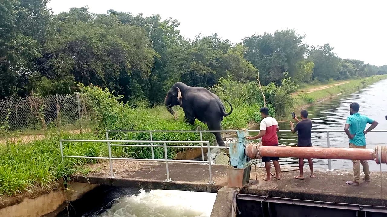 Saving Elephant trapped in a huge canal with collaboration of kind ...