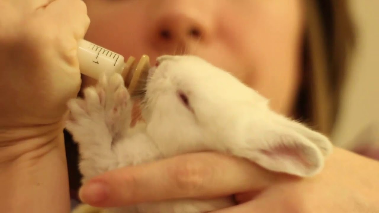 Cute Domestic Rabbit Loves her Milk - YouTube