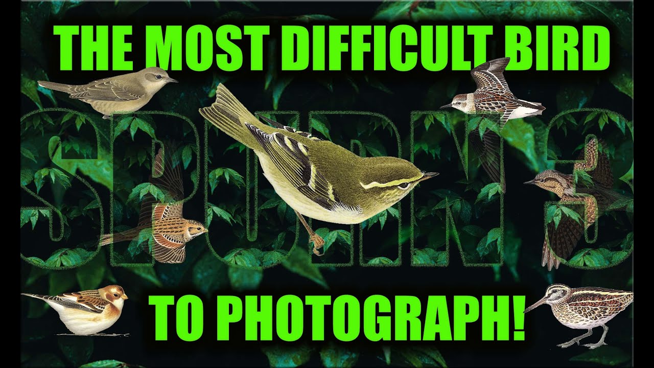 The most difficult bird to photograph! - YouTube