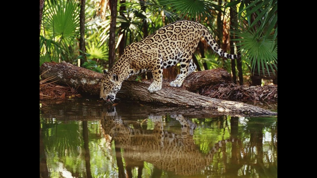 La Reina De Los Leopardos - Leopard Eats Prey deer ( Must See ) - YouTube