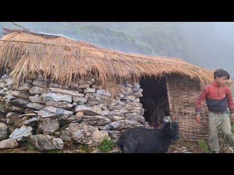 This is very hard sheep shepheard working village daily life real ...