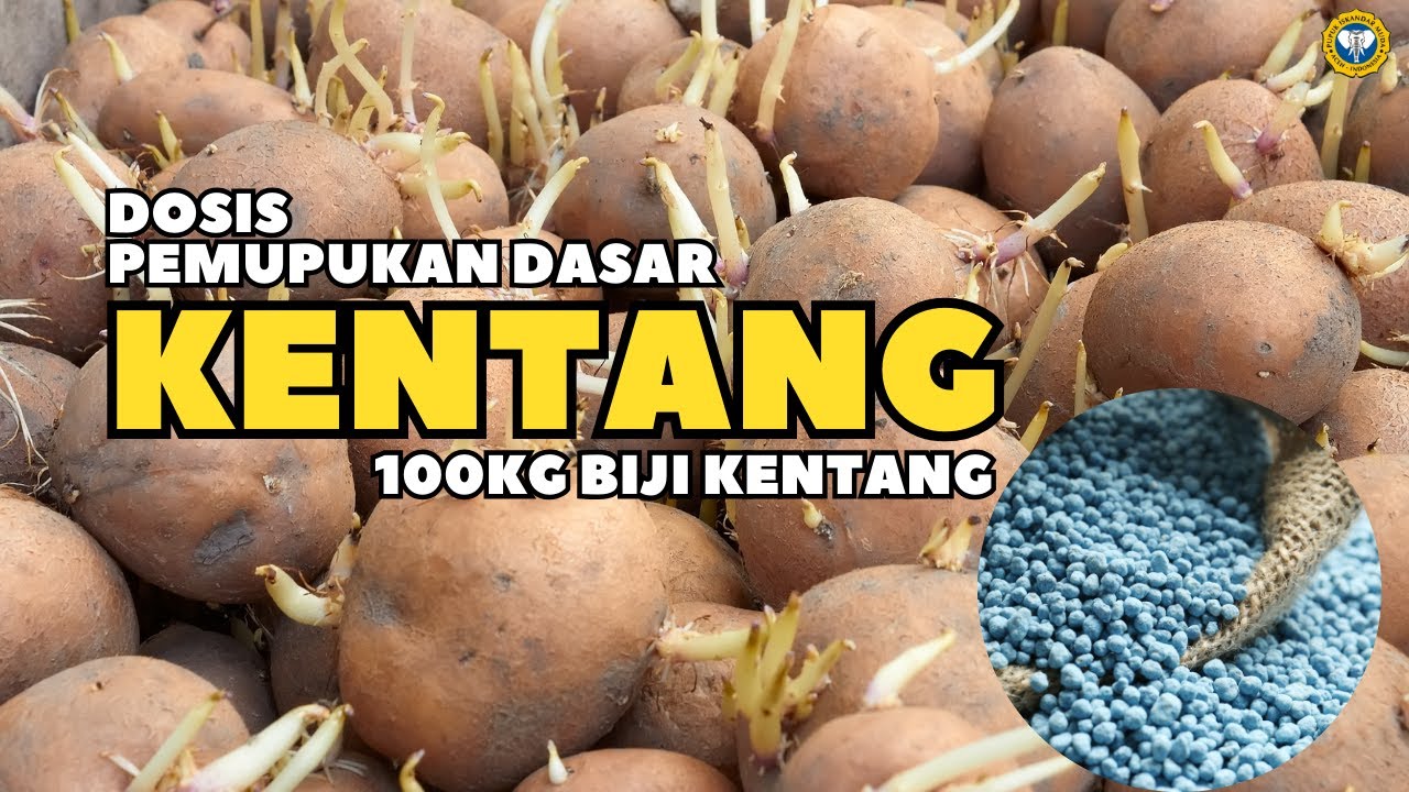 Dosis Pemupukan Dasar Tanaman Kentang Untuk 100 Kg biji kentang benih ...