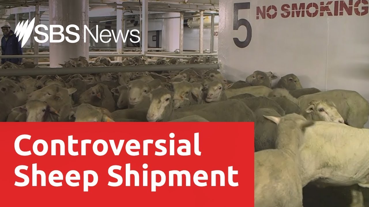 Australia has resumed live sheep exports to the Middle East, despite ...