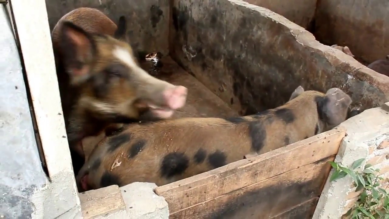 Sekumpulan para babi besar - YouTube