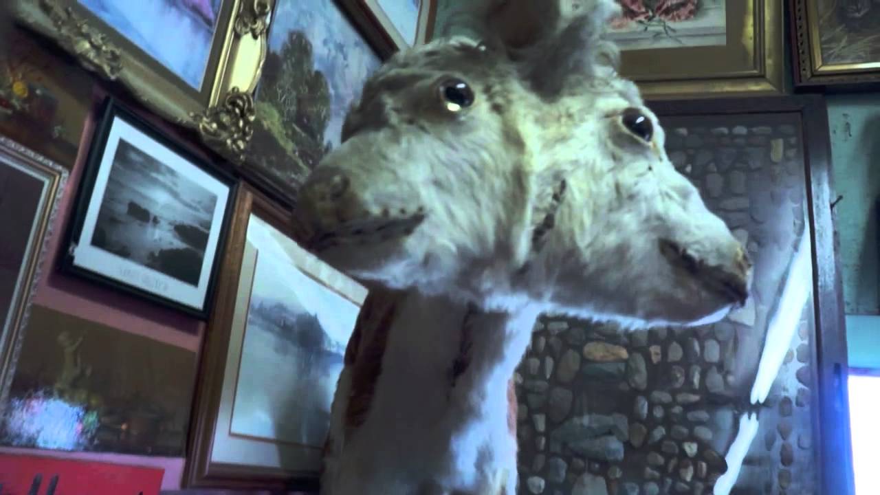The Two Headed Cow and Deformed Animals in Jars - YouTube