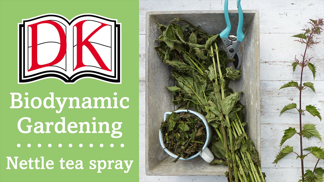 Biodynamic Gardening: How to Make Nettle Tea Spray - YouTube