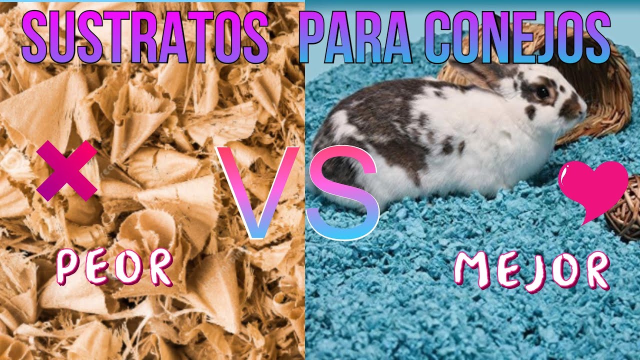 Sustratos para conejos: mejores, peores, pros, contras, recomendaciones ...
