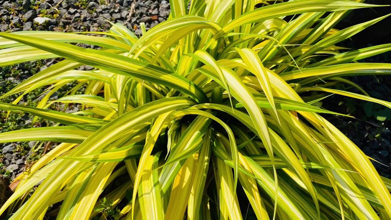 Pendanus plant -मराठी - YouTube